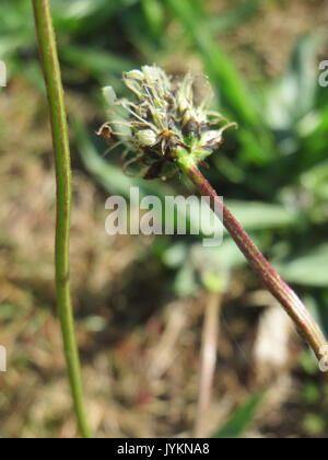 Plantago lanceolata is a species of flowering plant in the plantain ...