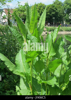 Teasel, Dipsacaceae family,, Dipsacus fullonum L, is a biennial plant ...