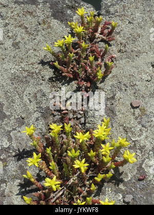 Edible Sedum plant Stock Photo - Alamy