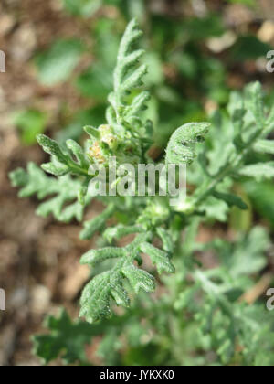 Shady woodland plant yellow flowers, Yellow Archangel Lamium ...