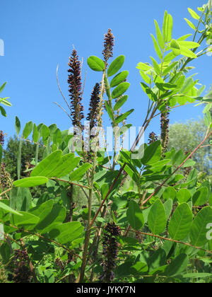 Flower Of Amorpha Fruticosa Stock Photo - Alamy