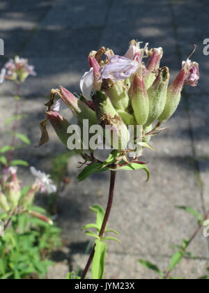 Soap Root (Saponaria officinalis), Soapwort, Soaproot, Waxroot, Common ...