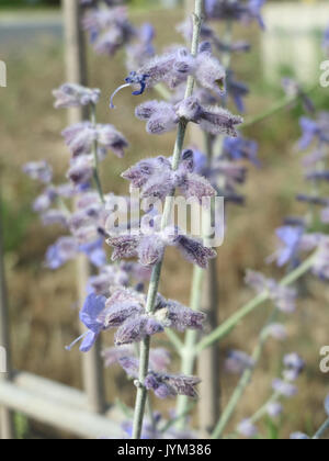 Aromatic shrub, Russian Sage Perovskia atriplicifolia Purple Garden ...