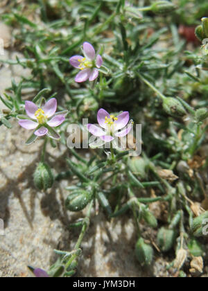 Red Sand Spurrey (Spergularia rubra Stock Photo - Alamy