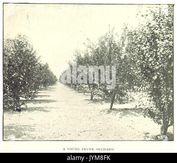 A YOUNG PRUNE ORCHARD Stock Photo - Alamy