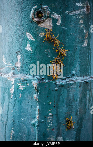 Danger insects drying itselfs after the rain Stock Photo - Alamy