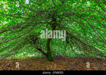 France, Champagne, twisted beech tree at Les Faux de Verzy forest Stock ...