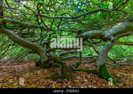 A twisted beech tree at Verzy in Champagne France. Also known as Faux ...