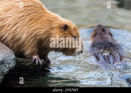 Nutria (Myocastor coypus), also called beaver rat, swamp beaver, tail ...