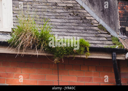 Reclaimed by nature: guttering on houses overgrown and blocked by thick ...