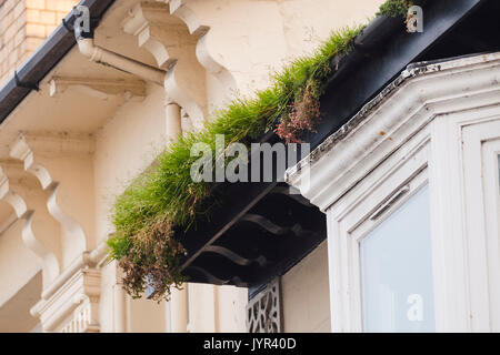 Reclaimed by nature: guttering on houses overgrown and blocked by thick ...