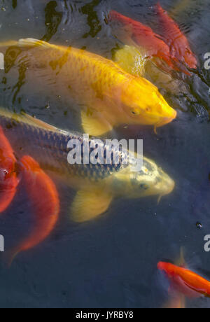 Multiple gold and yellow coy fish maneuvering for position Stock Photo ...