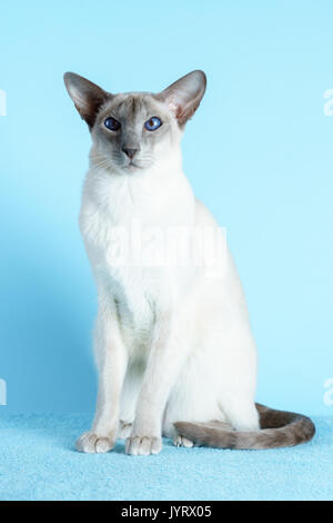 Closeup shot of a little kitten sitting in the palm of someone's hand ...
