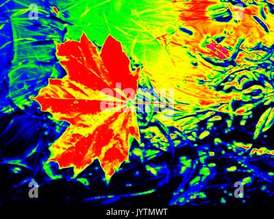 Infrared scan of leaves in river. Maple and oak leaves on stream water ...
