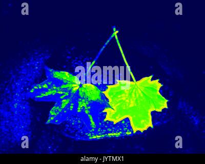 Infrared scan of leaves in river. Maple and oak leaves on stream water ...