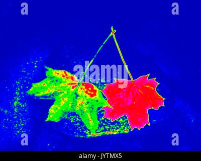 Infrared scan of leaves in river. Maple leaves on stream water level ...
