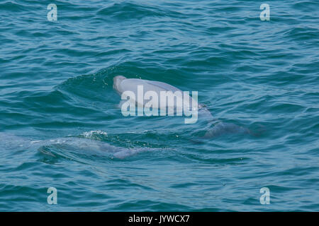 Indo-Pacific Finless Porpoise (Neophocaena phocaenoides Stock Photo - Alamy