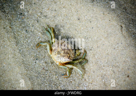 A crab on Cold Storage Beach - Dennis, MA - Cape Cod Stock Photo - Alamy