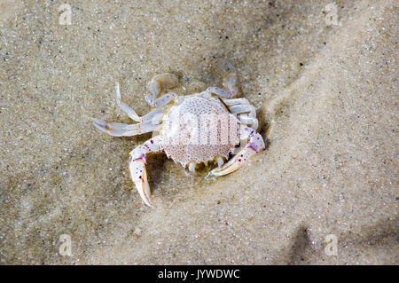 Cold Storage Beach - Dennis, MA - Cape Cod Stock Photo - Alamy