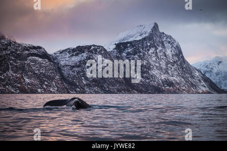 landscape in Mefjorden. The Senja island during winter in the north of ...