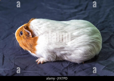 Cute white guinea pig with brown ears and red eyes looks at the camera ...