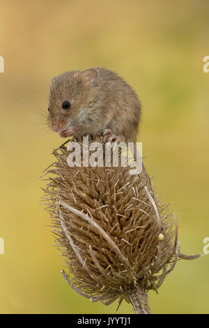 Old World Harvest Mouse, Eurasian harvest mouse (Micromys minutus ...