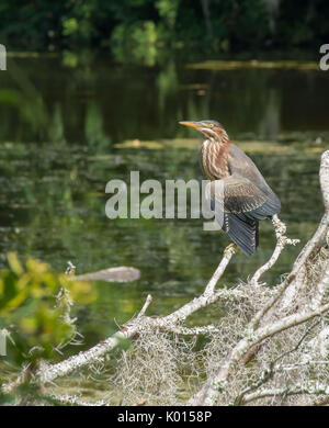 Beautiful gardens of the south - Swans, spiders, birds and butterflies ...