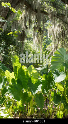 Beautiful gardens of the south - Swans, spiders, birds and butterflies ...