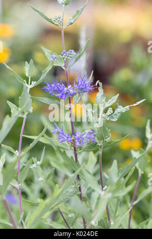 herbaceous plants Caryopteris Dark Knight called Bluebeards shrub with ...