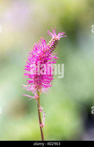 Flowers of Japanese Burnet (Sanguisorba obtusa Stock Photo - Alamy