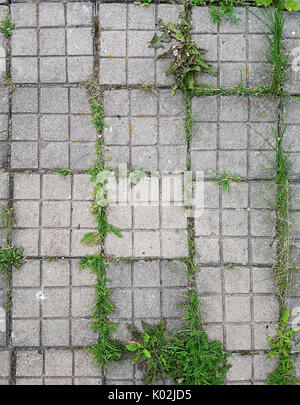 a path of concrete tile with grass pattern texture background Stock ...