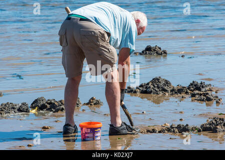 Men digging lugworms for fishing bait on Brean Beach, Somerset, Bristol ...