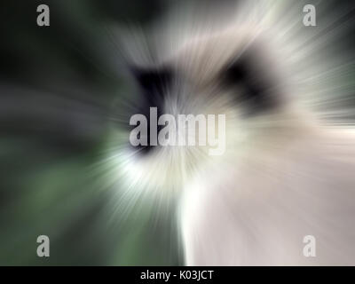 The Monkey Business shot with motion blur effect Stock Photo - Alamy