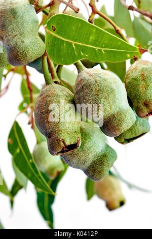 A studio photo of eucalyptus gum tree nuts Stock Photo - Alamy