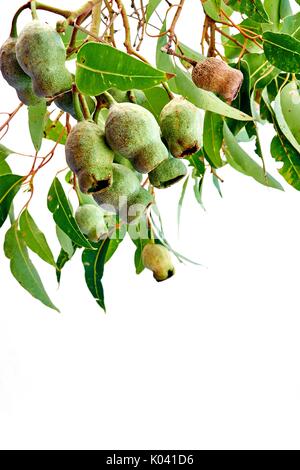 A studio photo of eucalyptus gum tree nuts Stock Photo - Alamy