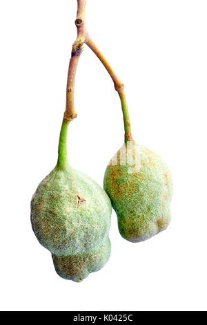 A studio photo of eucalyptus gum tree nuts Stock Photo - Alamy