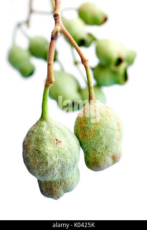 A studio photo of eucalyptus gum tree nuts Stock Photo - Alamy
