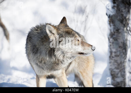 An Arctic Wolf in a snowy forest hunting for prey Stock Photo - Alamy