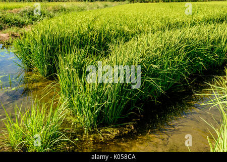 Rice field, Ticino Park, Lombardy, Italy Stock Photo - Alamy