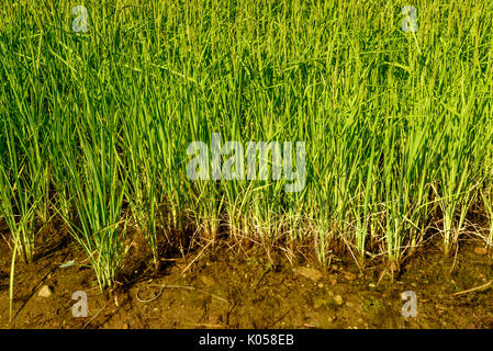 Rice field, Ticino Park, Lombardy, Italy Stock Photo - Alamy