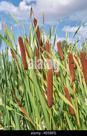 Inflorescence of a bulrush (Typha Stock Photo - Alamy