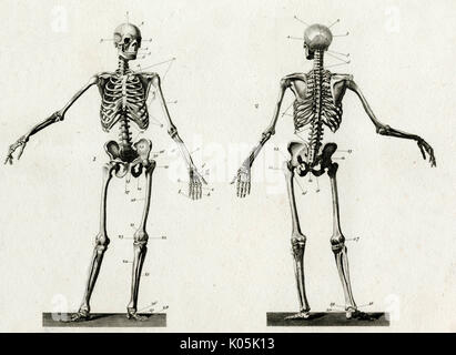 Human skeleton. Front and back view. Contains clipping path Stock Photo ...