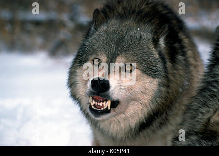 Wolf (Canis lupus) baring its teeth, in the snow, wildlife enclosure of ...