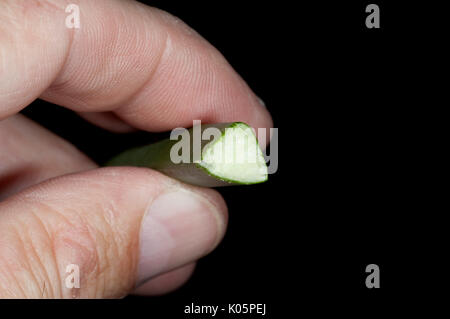 Close up of cross section of Papyrus stem showing triangle shape ...