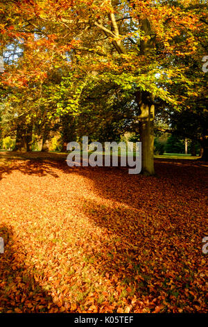 Bronze beech tree foliage in woodland by Derwentwater glowing in ...