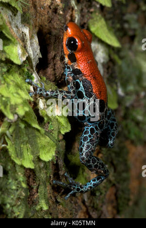 Red Back Poison Frog or Reticulated Poison Frog Dendrobates reticulatus ...