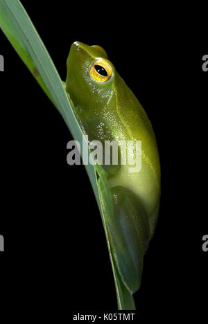 Greater Hatchet Faced Treefrog, Sphaenorhynchus lacteus, on leaf in ...