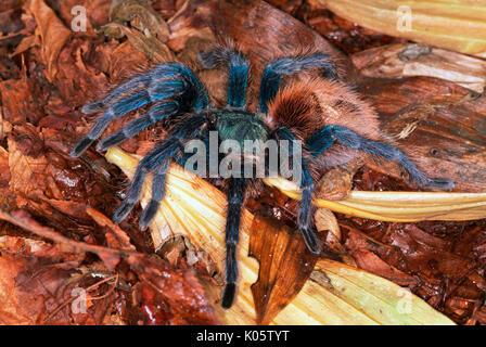 Tarantula Spider, Green Bottle Blue, Chromatopelma cyanopubescens ...