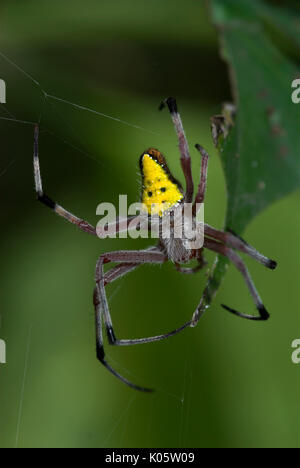 Cribellate Spider, Family Uloboridae, Manu Peru, on web, night, jungle ...