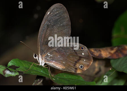 Clearwing Satyr, Haetera piera, on leaf in forest floor, Manu, Peru ...